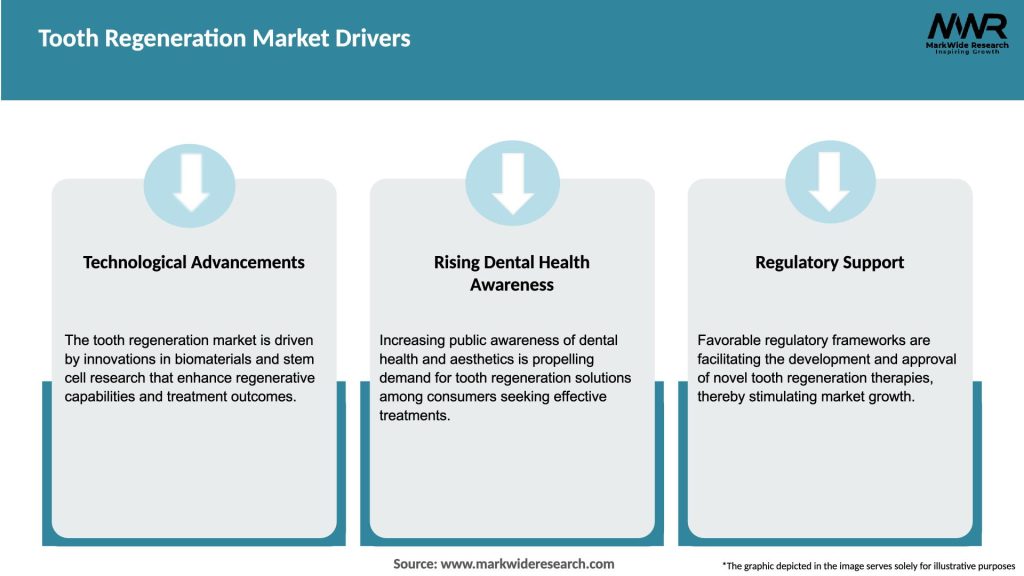 Tooth Regeneration Market – Size, Share, Trends, Analysis & Forecast 2025–2034 2025-2034 | Size ...